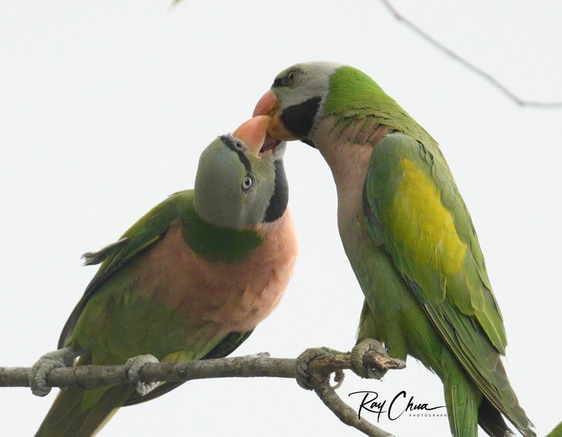 PARROTS OF SINGAPORE – A WORLD WILD & FREE