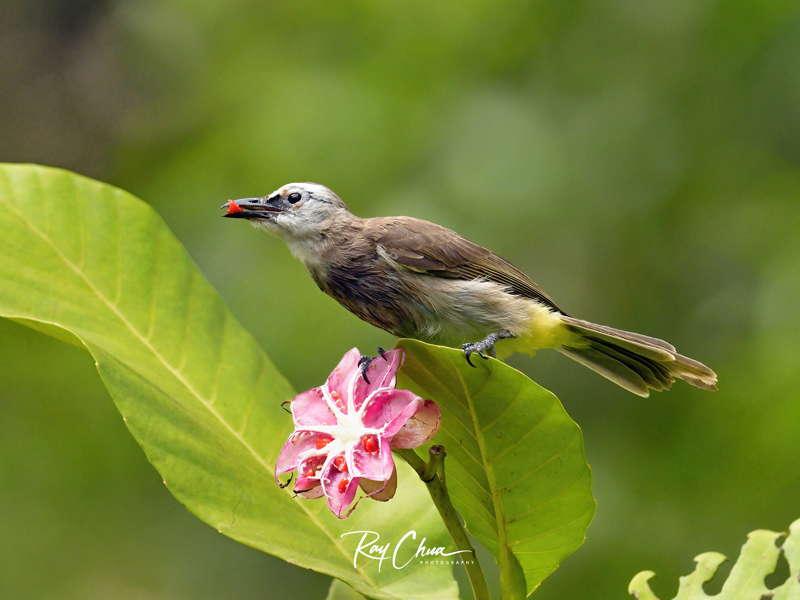 Bulbuls of Singapore