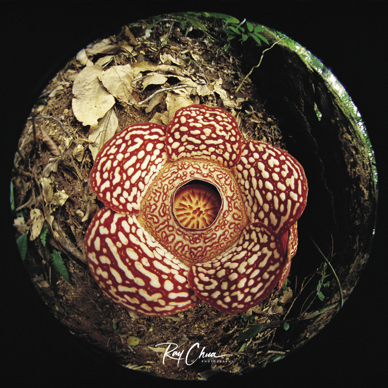 The enigmatic Rafflesia – A WORLD WILD & FREE
