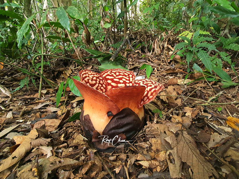 The Rafflesia: A Parasitic Wonder of Flora – A WORLD WILD & FREE