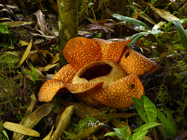 The Rafflesia: A Parasitic Wonder of Flora – A WORLD WILD & FREE